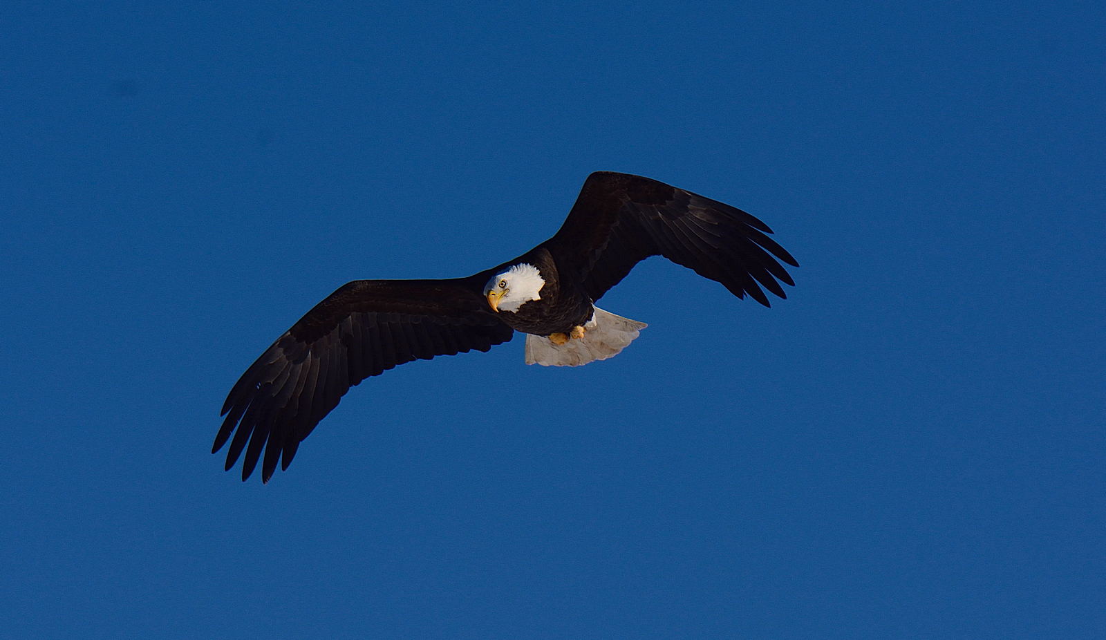 Turbo's Track and Photo Tour: Bald eagles, Red-tailed Hawk (20160115) A ...