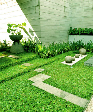 Rumput Gajah Mini vs Rumput Jepang | Tanaman Berguna