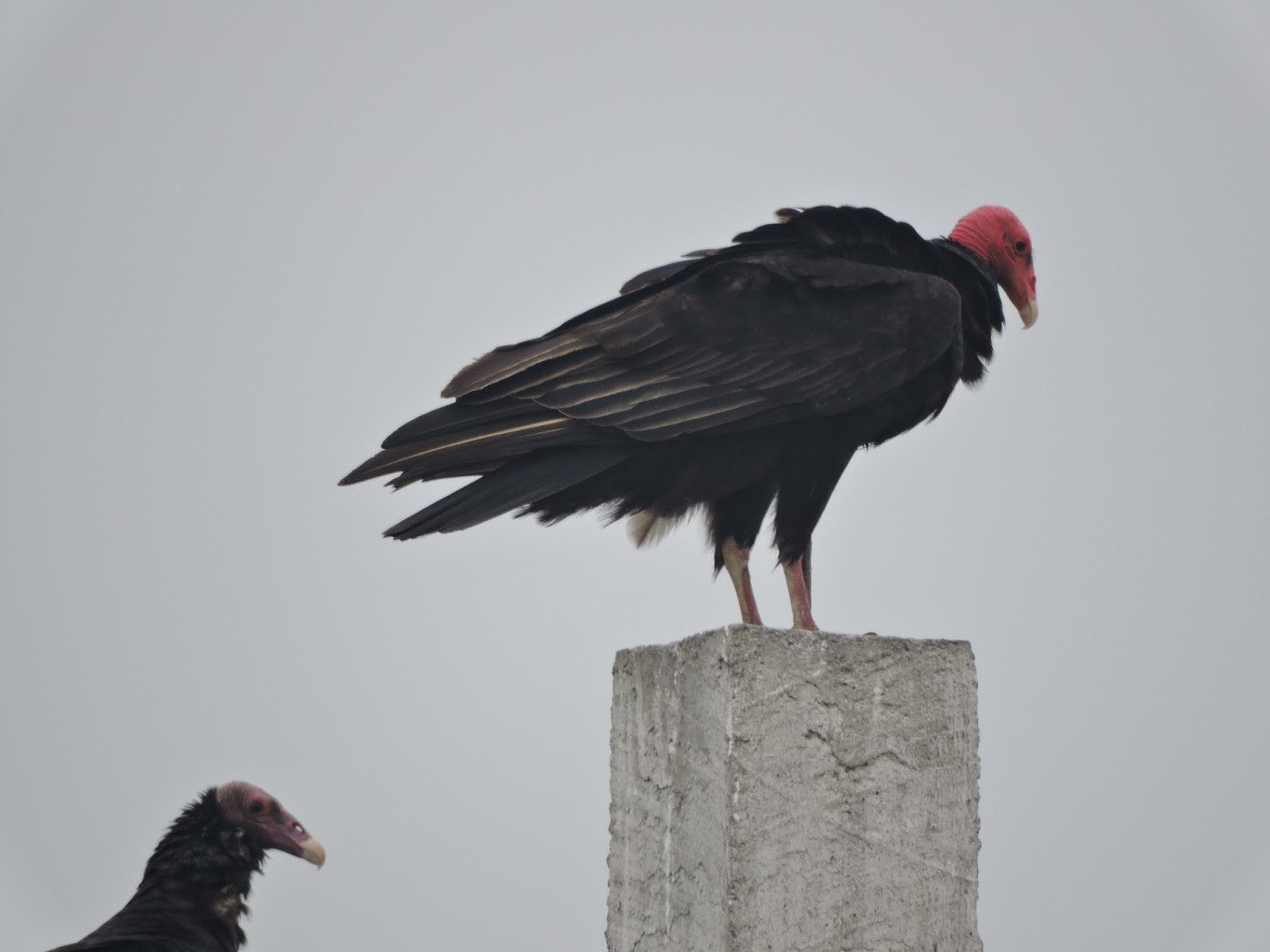 Viaje hacia lo natural: ARCHIPIÉLAGO DE JAMBELÍ: Mi primera expedición ...