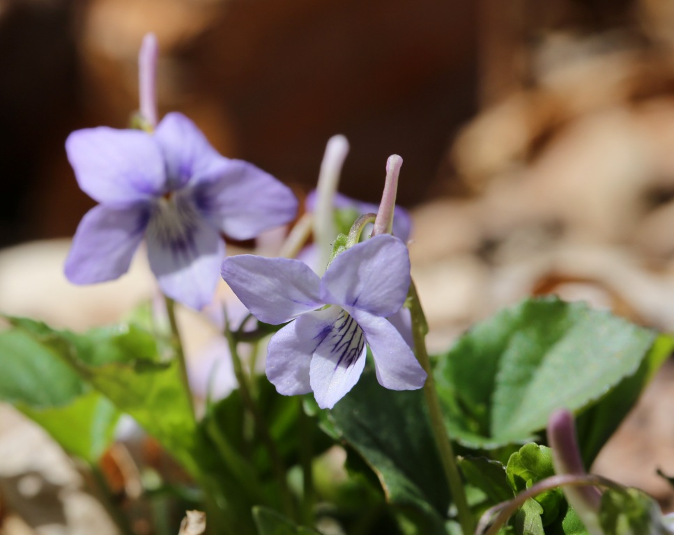 Ohio Birds and Biodiversity: A few flowers of spring