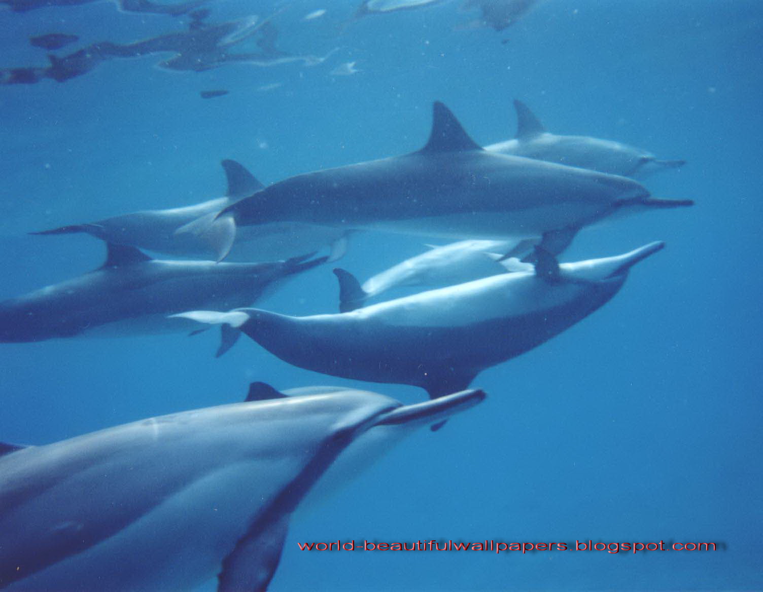 Beautiful Dolphins - Gratis Gambar Background Wallpaper