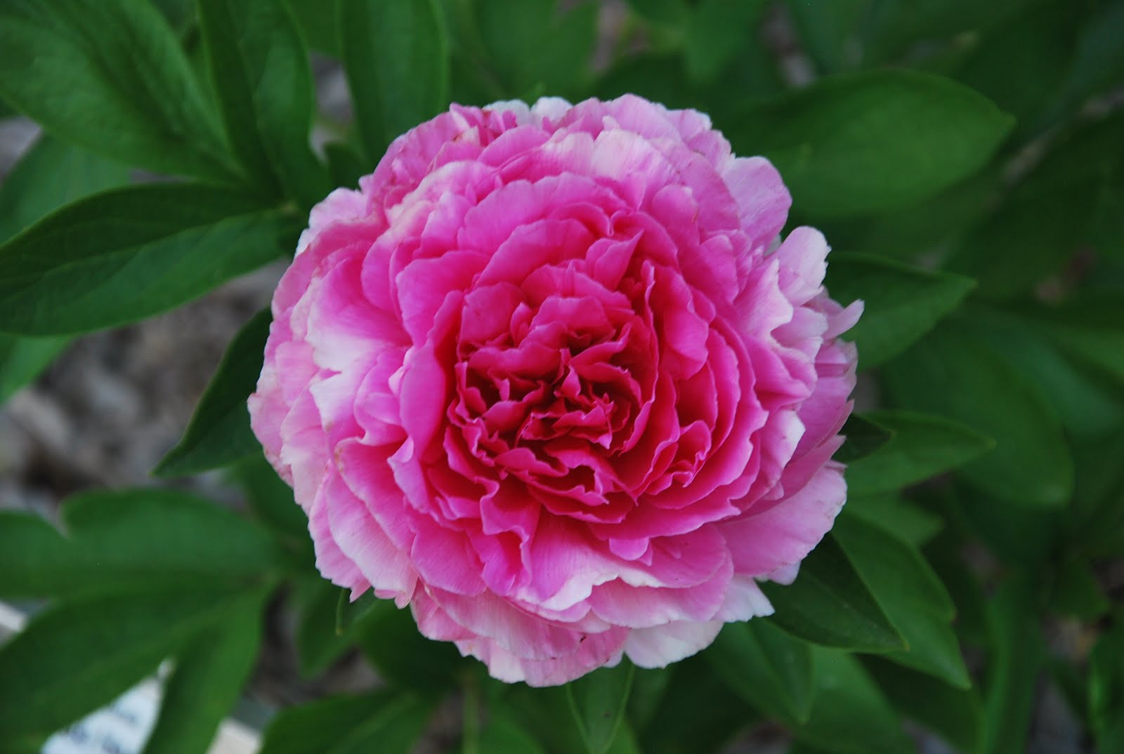 Southern Peony: 2012 Peony Blooms Mid Season - Week 4