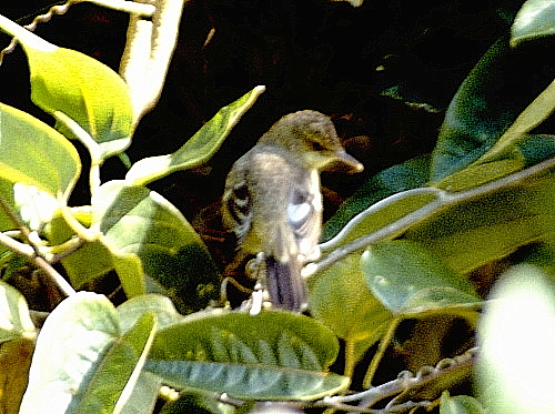 Birding Trips: Polynesian & Pitcairn Island Trip Report