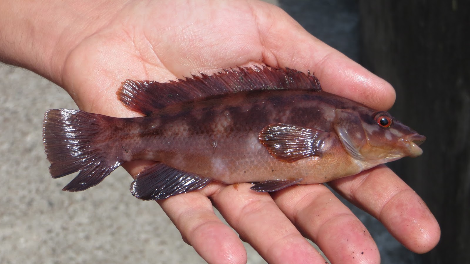 Fish Hooked: Sabiki Fishing, Samphire Hoe