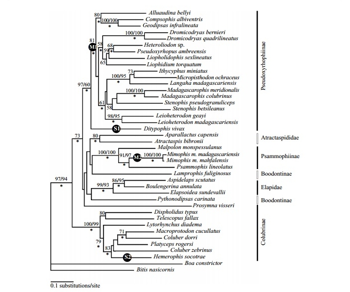 Evolutionary Vertebrate Zoology: January 2013
