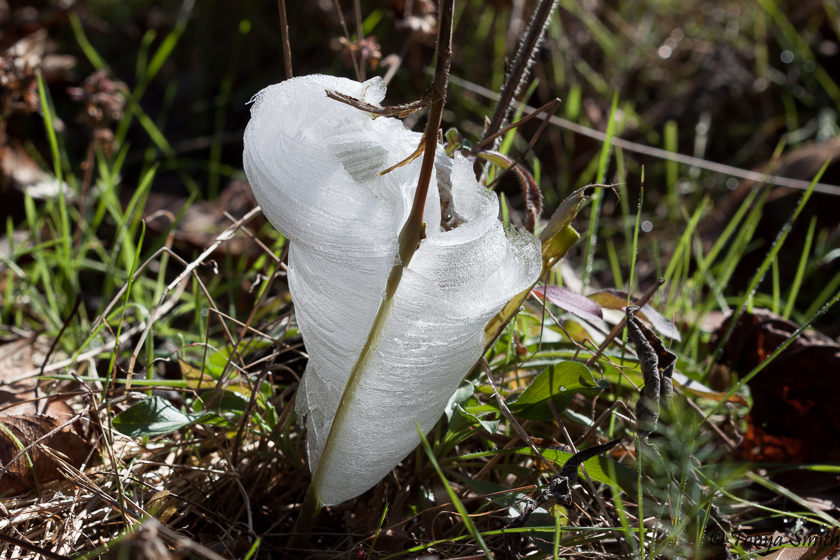 Springfield Plateau: Frost Flowers