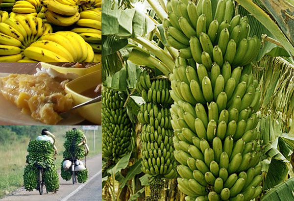 Safari Bookings Uganda and Rwanda: Popular Fresh fruits in Uganda.