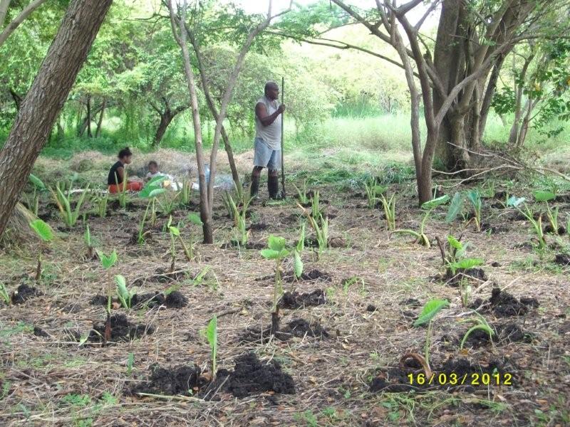 Naciriyawa - our farm in Fiji: we now have a dalo plantation as well...