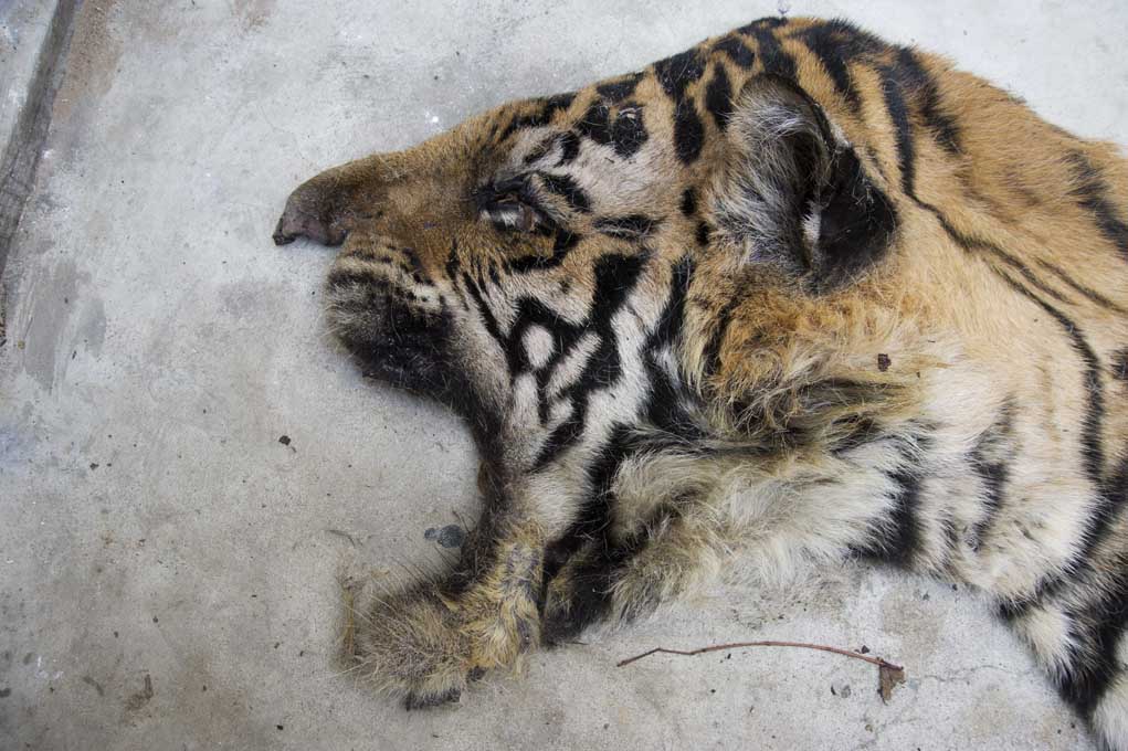 Do anyone have info on the 3 dead tigers from Bhandavgarh - Animal vs ...