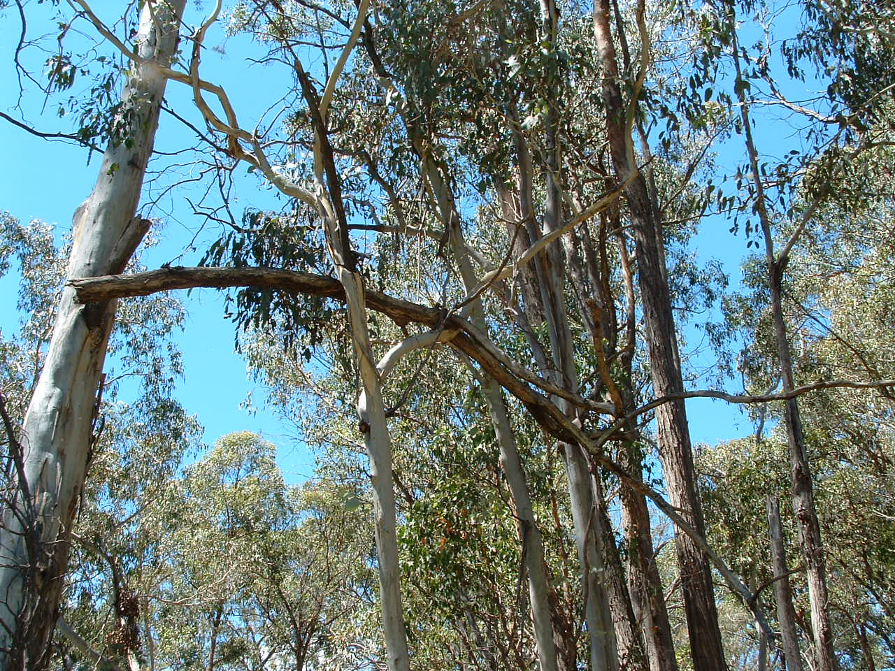 A Woodsrunner's Diary: Woods Lore, Camp Sites and Widow Makers.