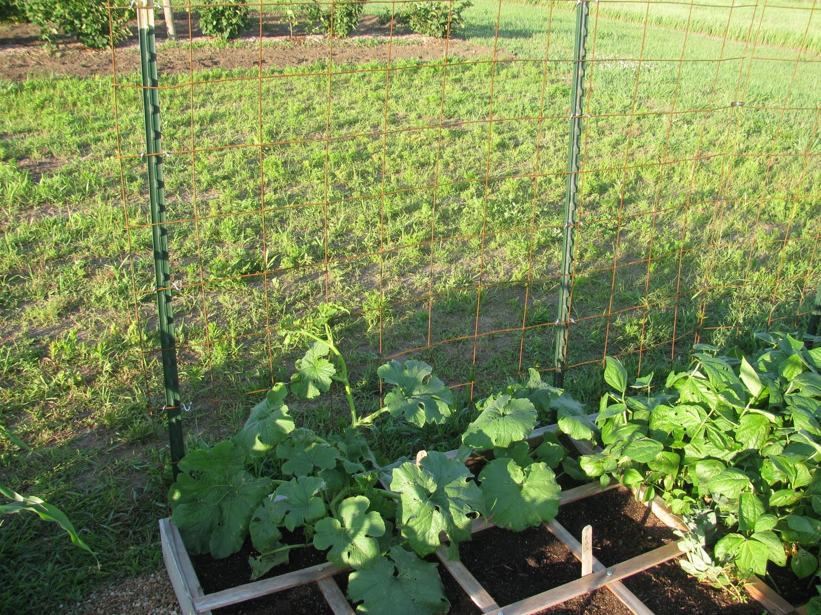 The Harried Homemaker Preps: Going Vertical in Your Garden