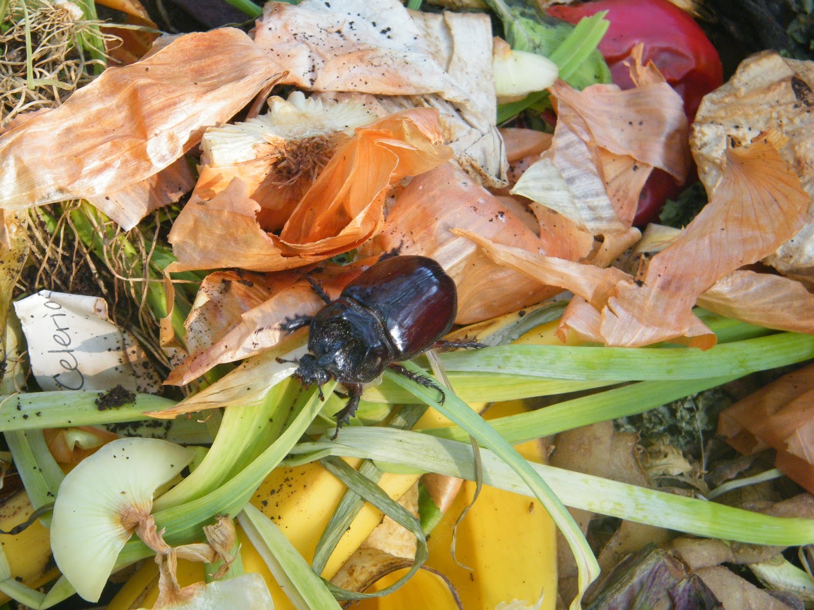 Home of a Feral Biologist: October 2014