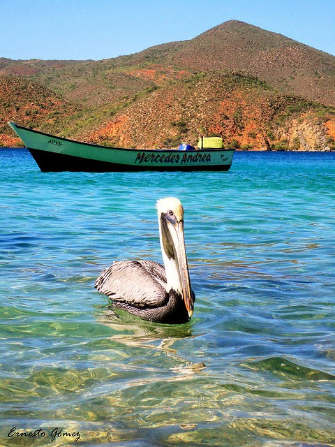 La Zulianidad: Simbolos naturales del estado Zulia