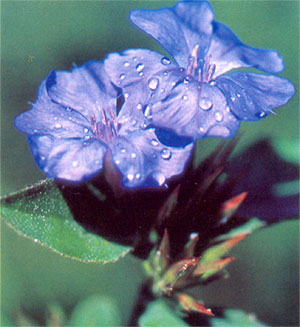 Caminhando na Beleza: Cerato – A flor da Sabedoria do Tibet - Elaine Mª ...