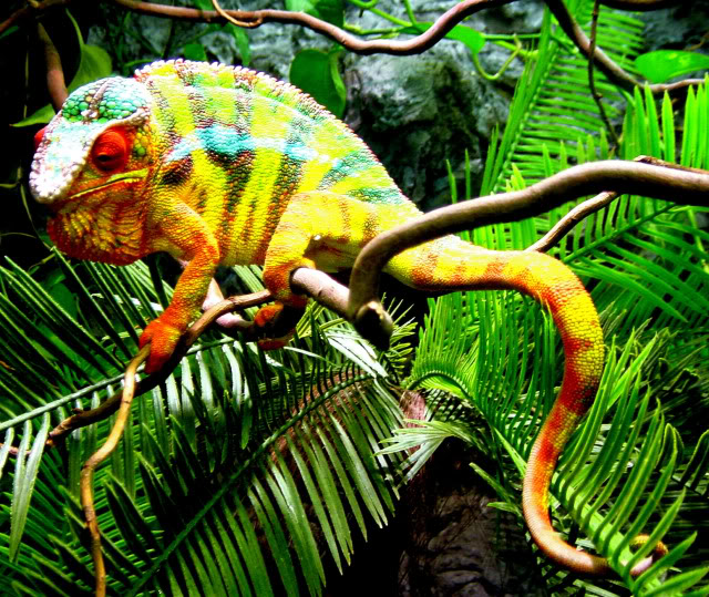 El camaleon - Imagui