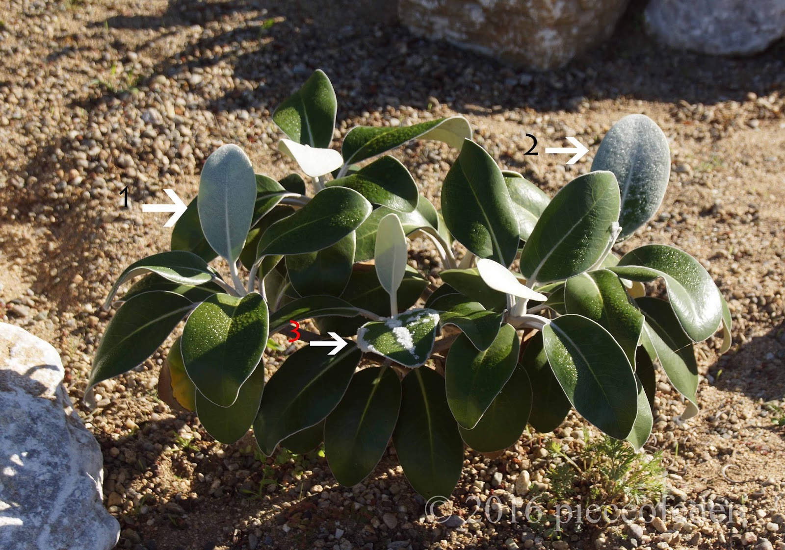 Pachystegia insignis And Other NZ Plants At UCSC