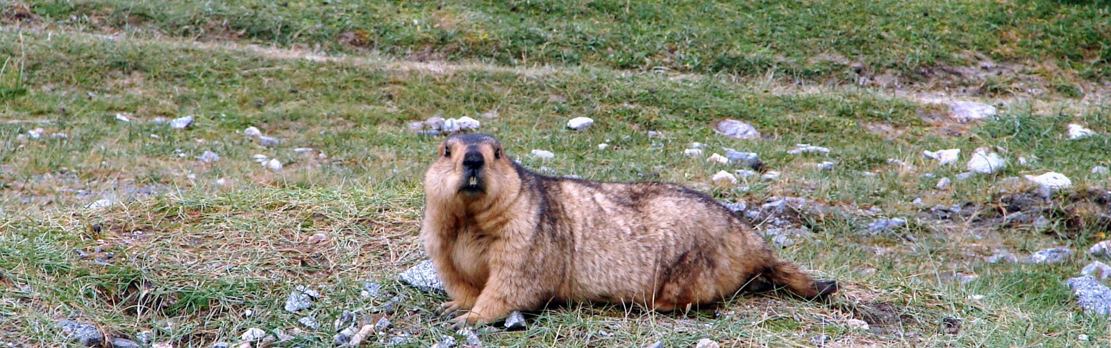 Dream Destinations: Pangong Tso - Lukung Lake
