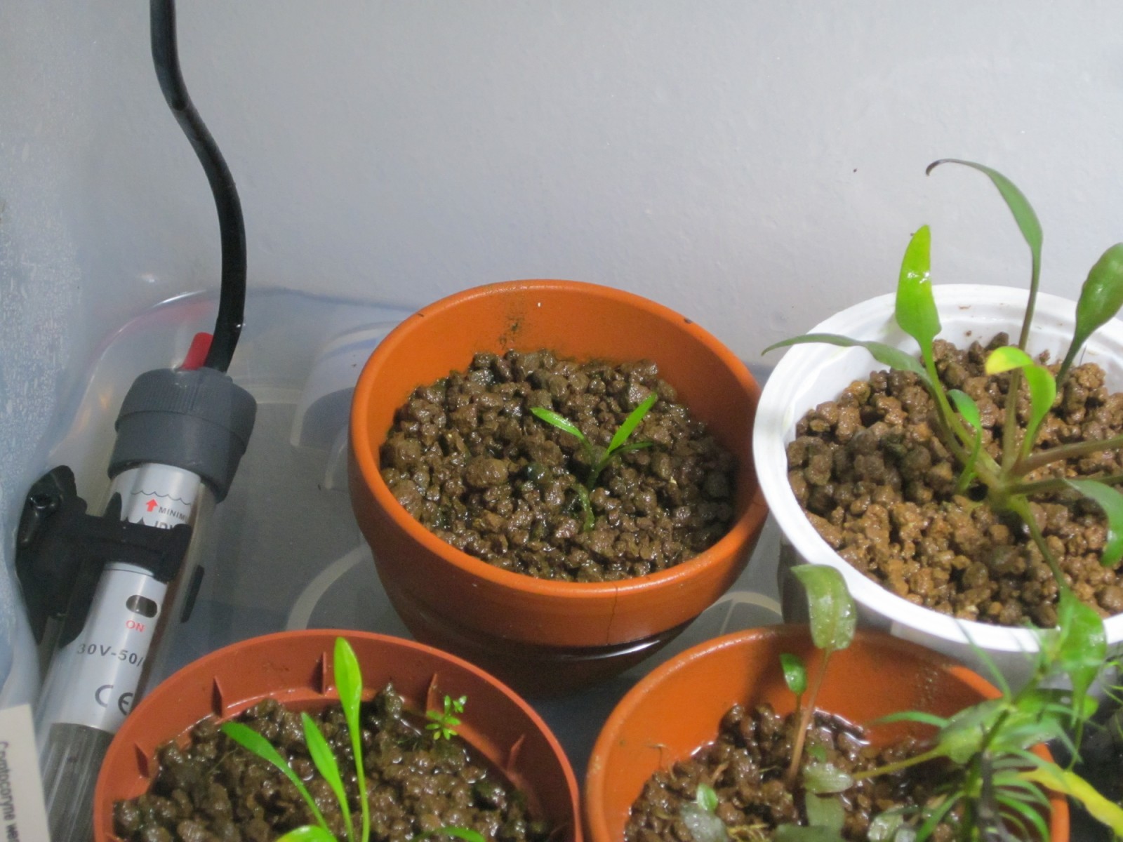 Jardín Inundado: Invernadero para cultivo en emergido