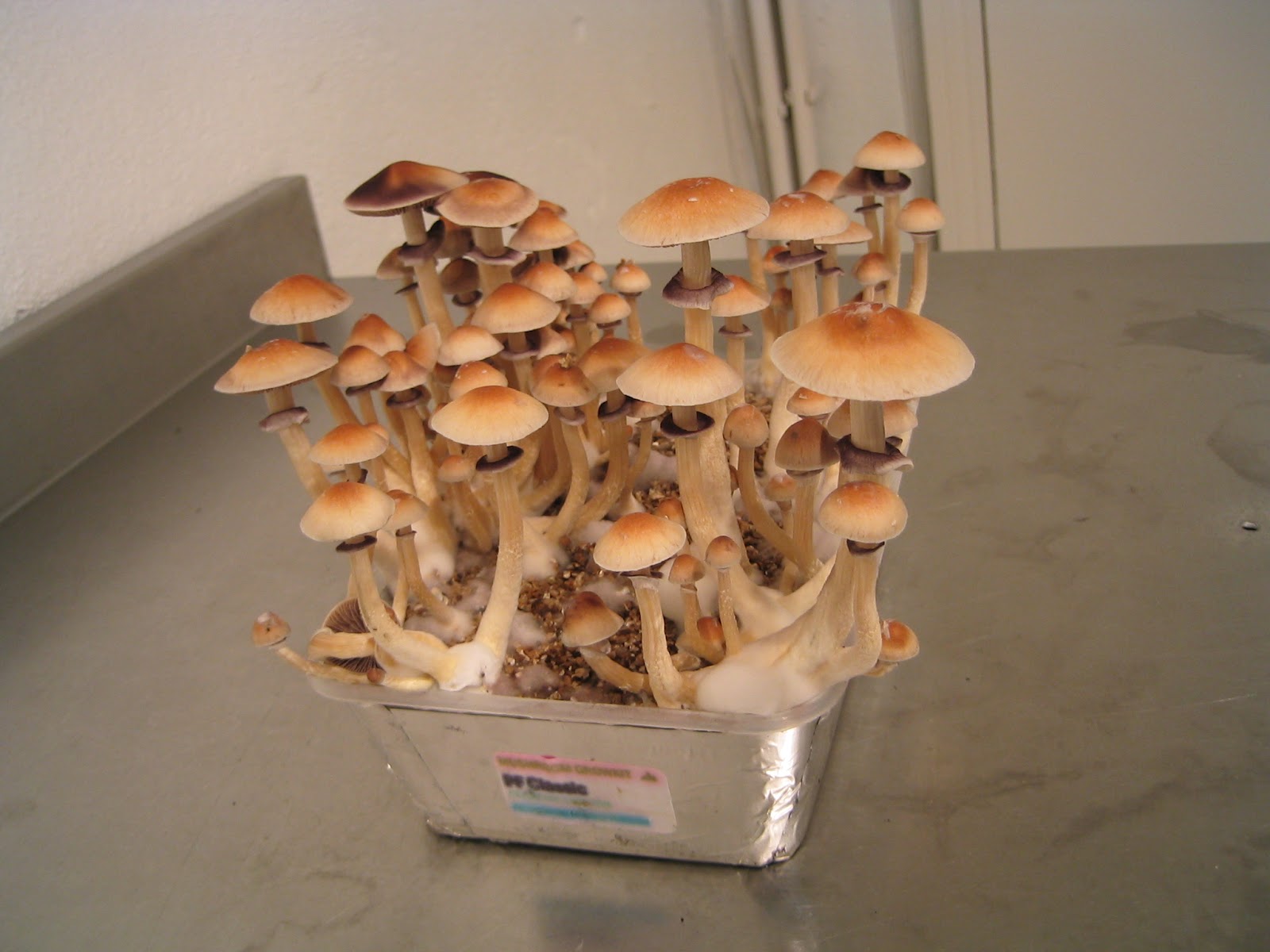 Magic Mushroom Pictures