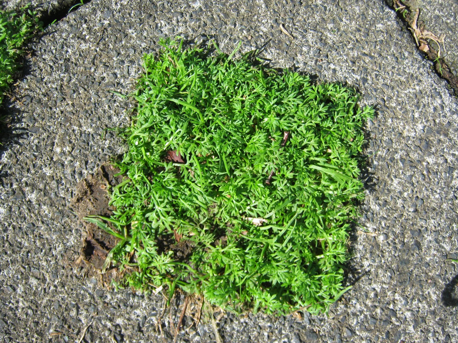 my walk with food and beautiful plants and flowers: Soliva sessilis