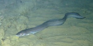 ΘΑΛΑΣΣΑ ΚΑΙ ΨΑΡΕΜΑ: ΠΑΤΟΨΑΡΑ-ΜΟΥΓΓΡΙ