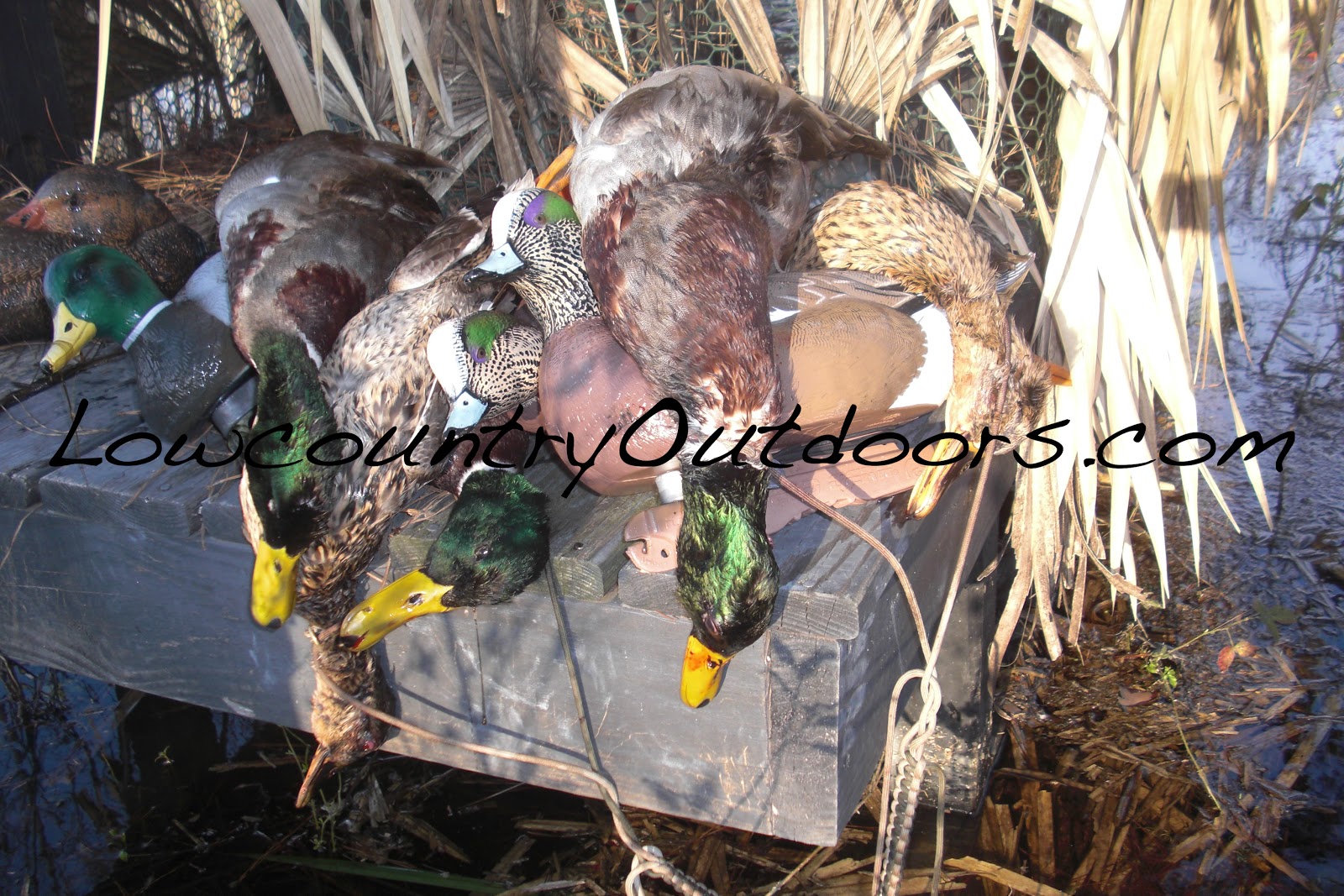 Lowcountry outdoors: 2013 Black Swamp duck hunt in the SRP