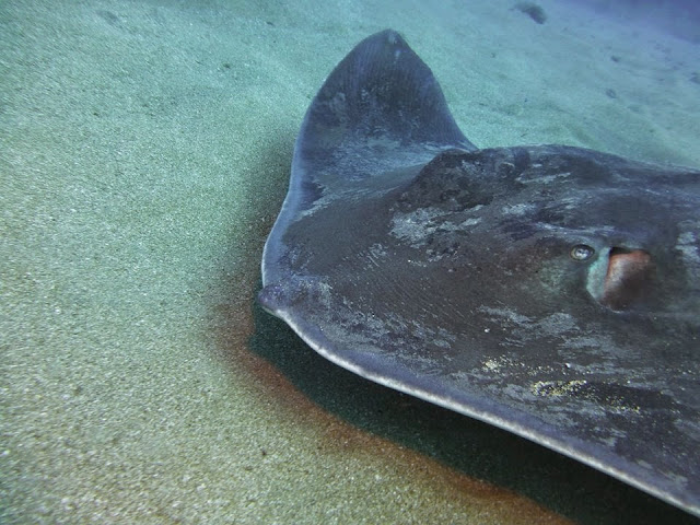 Canarian Sea: Runder Stechrochen – Taeniura grabata