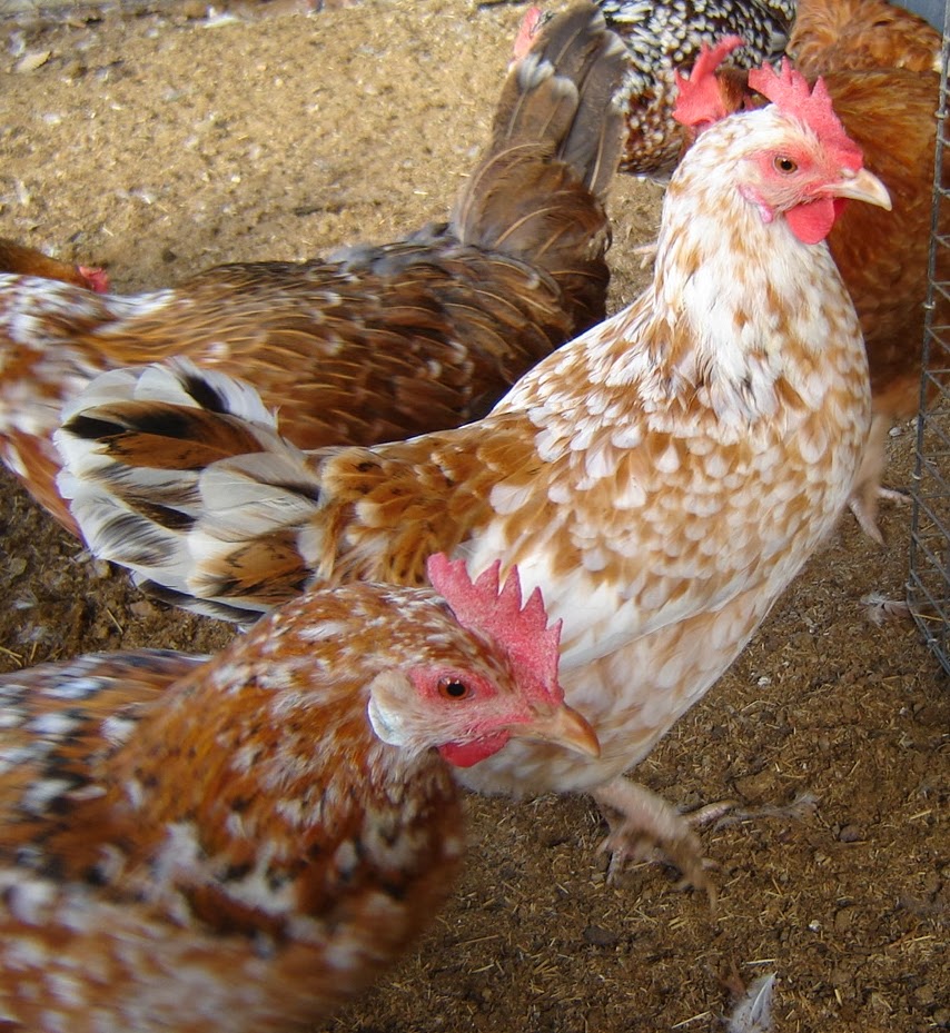 Aloha Chickens: Fall Breeder Pen #2