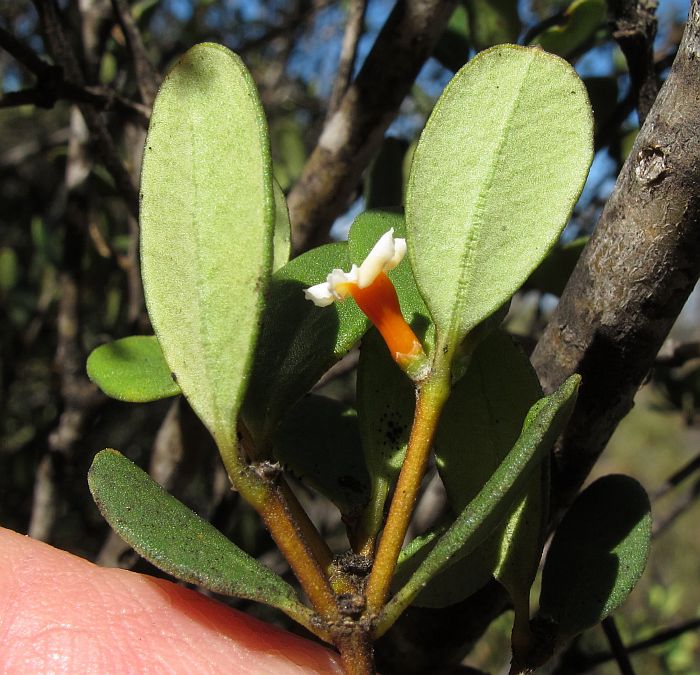 Esperance Wildflowers: Alyxia buxifolia – Sea Box