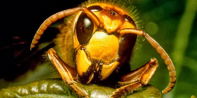 Calabroni giganti: il numero dei morti è già salito a 28