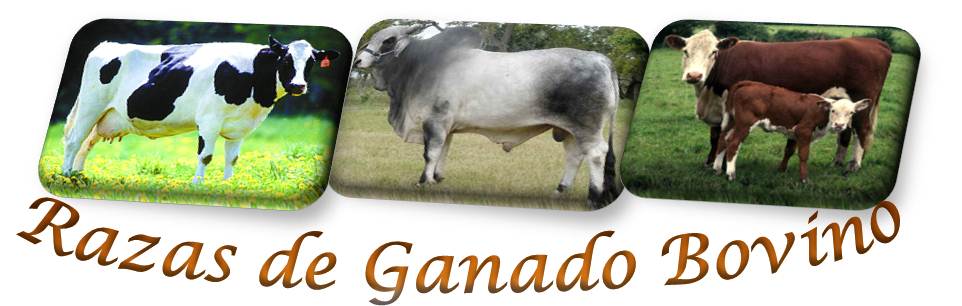 Razas de Ganado Bovino: DOBLE PROPÓSITO
