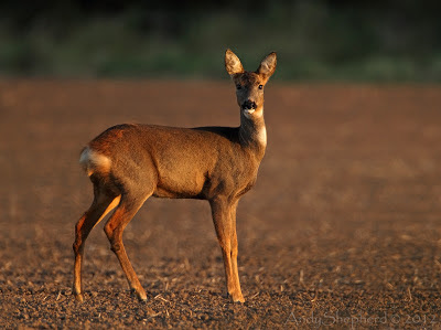 Andy Shepherd Wildlife Photography: Roe Deer