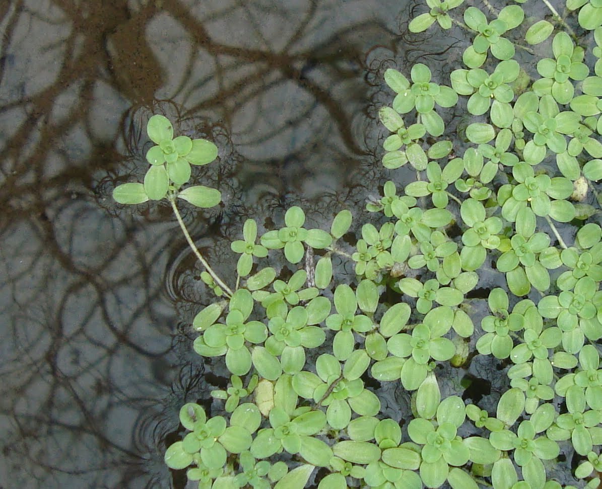 Princeton Nature Notes: Random Spring Weed Identification