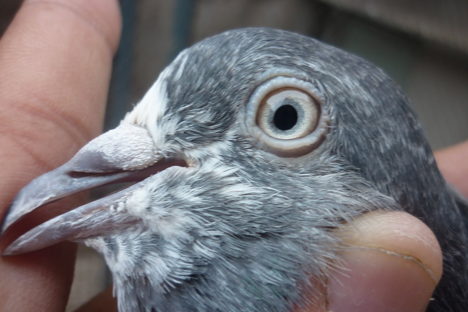 Teddy Pigeons latest Breed-Ustad Mohkam Teddy Pigeons Photos ~ Pigeons ...