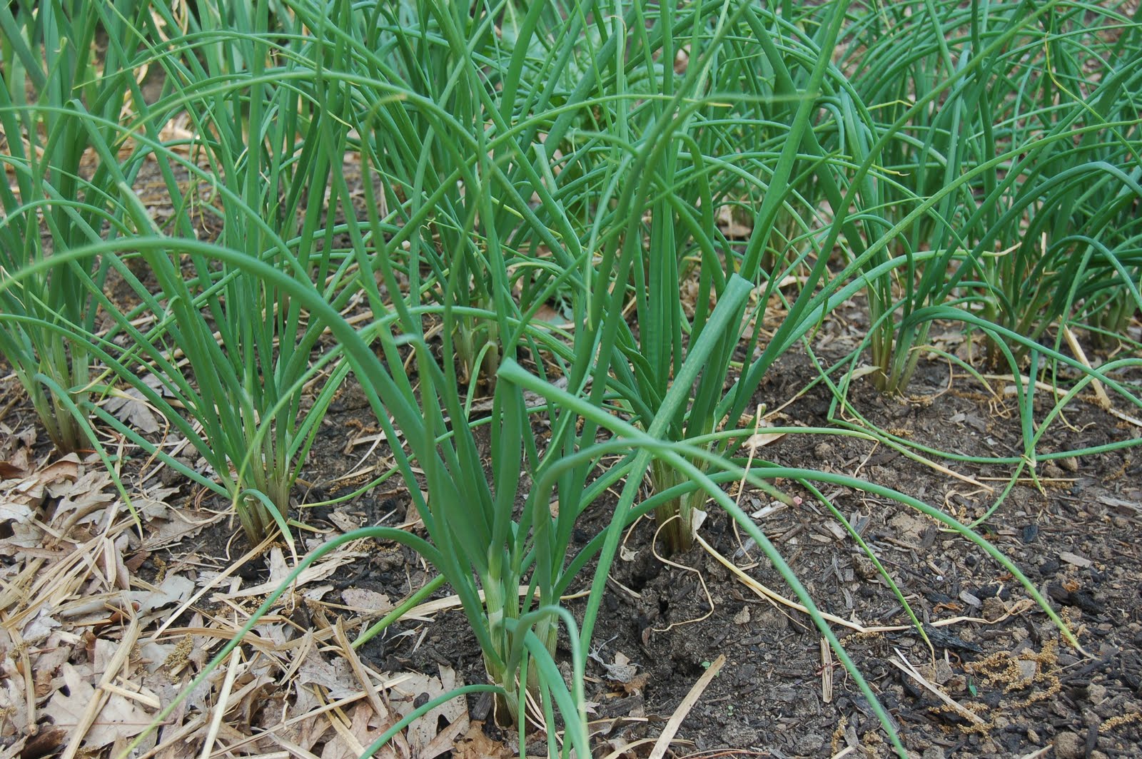 Midwestern Garden: Grey Griselle French Shallots