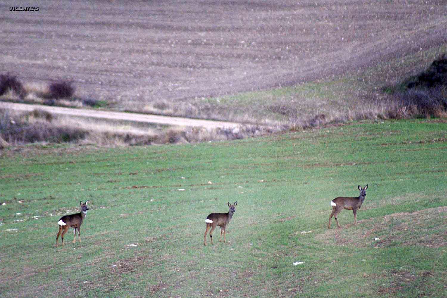 Fauna silvestre de Hormaza: Capreolus capreolus