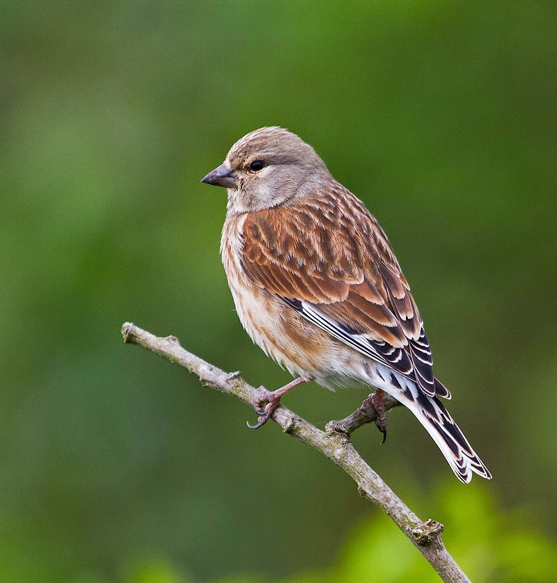 CAMBRIDGESHIRE BIRD CLUB GALLERY: Linnet