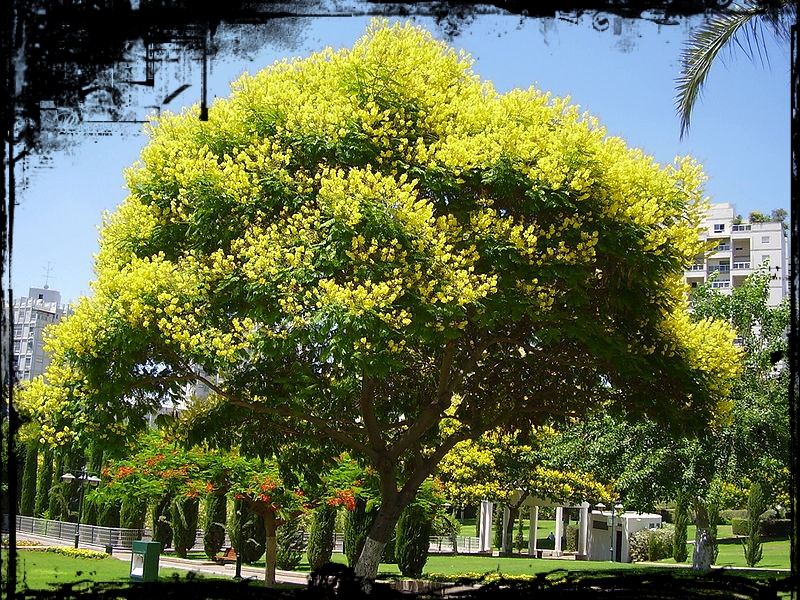 FLORA Y FAUNA AUTÓCTONA DE LA ZONA OESTE: IBIRÁ - PITÁ (PELTOPHORUM DUBIUM)