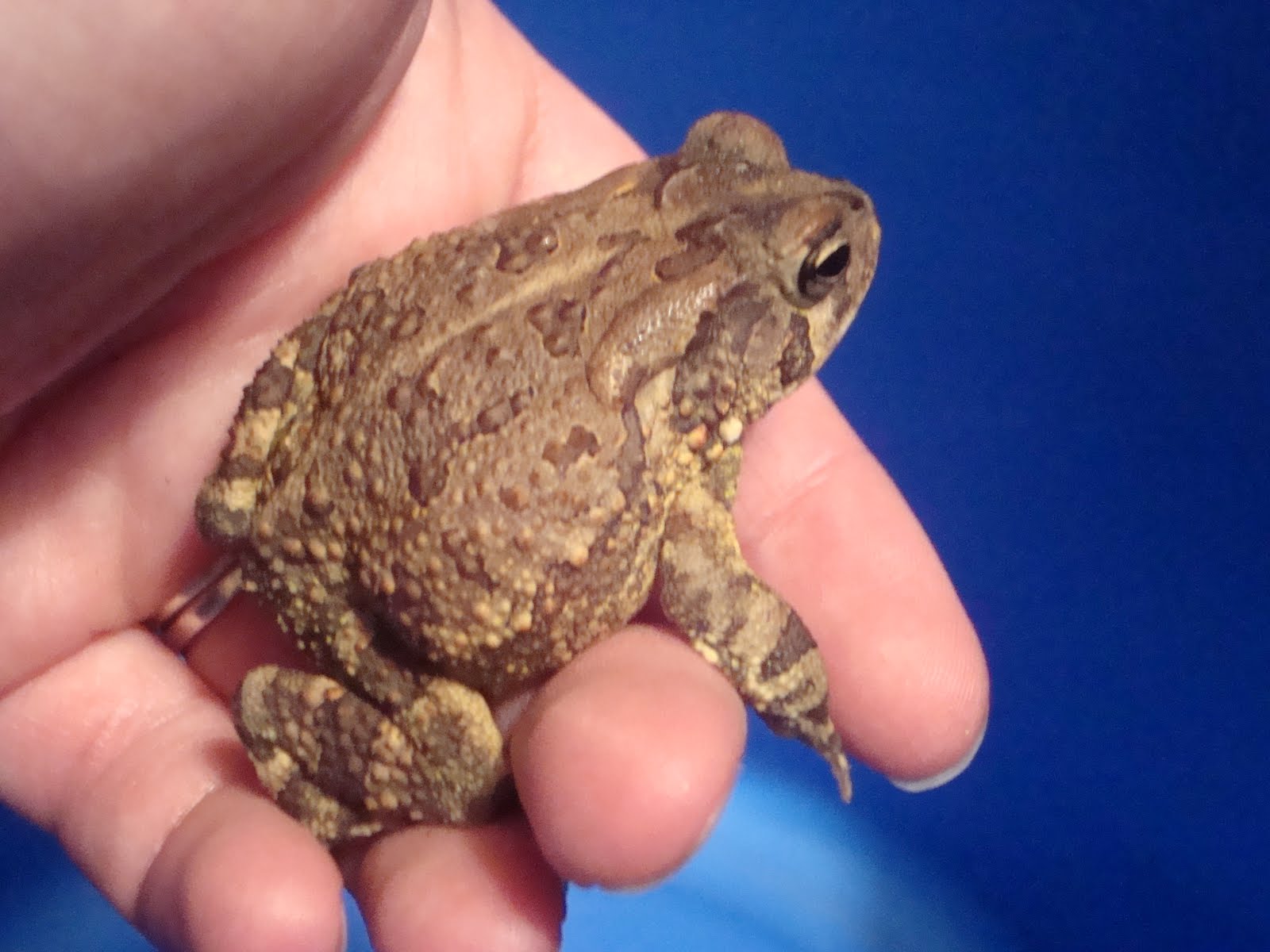 Our Herp Class: Southern Toad near my house