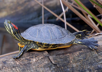 Fauna de Puerto Rico
