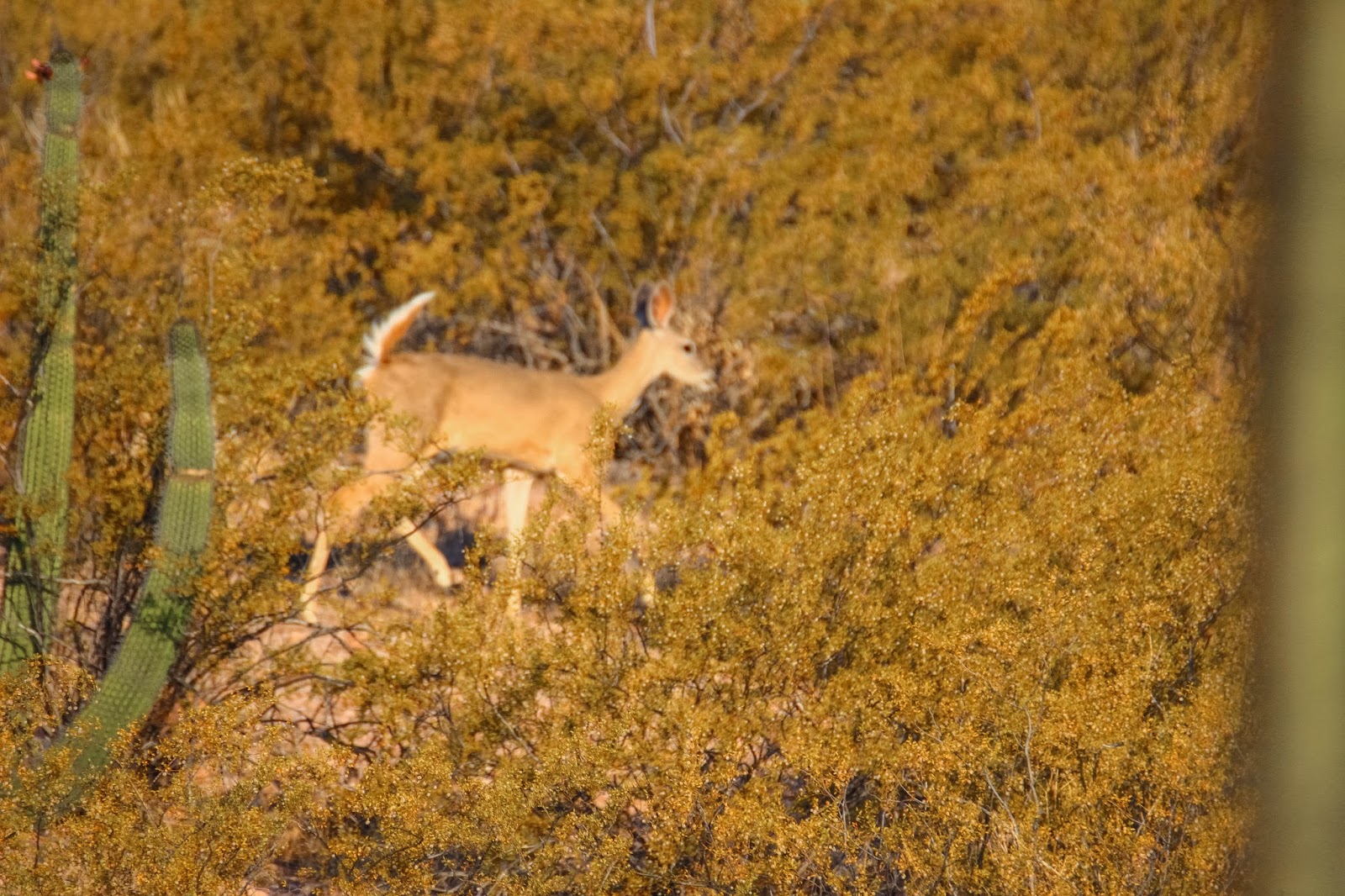 Cannundrums: Coues Deer