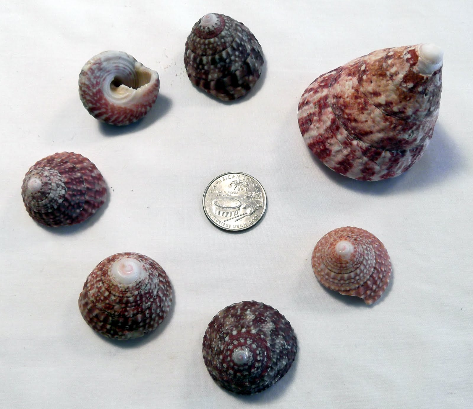 Across The Universe: Shelling in Samoa