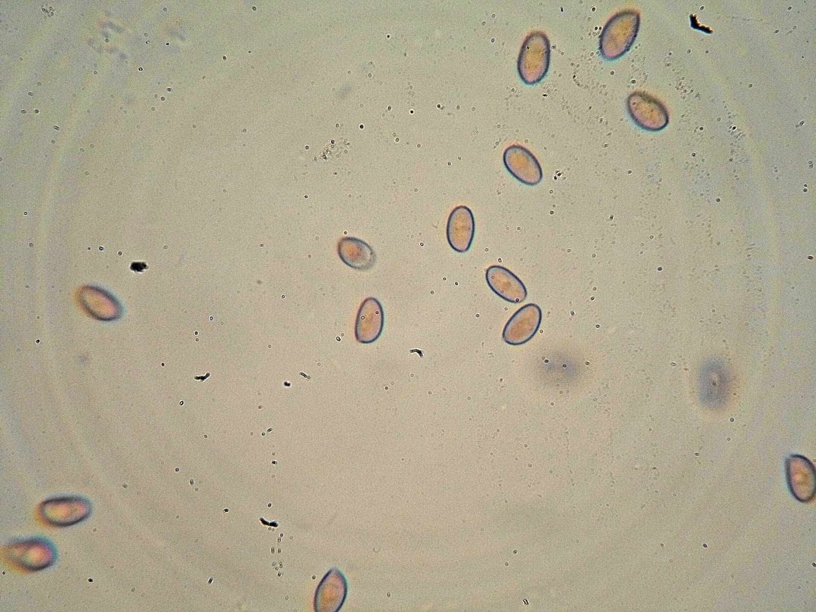 Calderdale Fungi - Halifax Scientific Society - Mycology Section ...