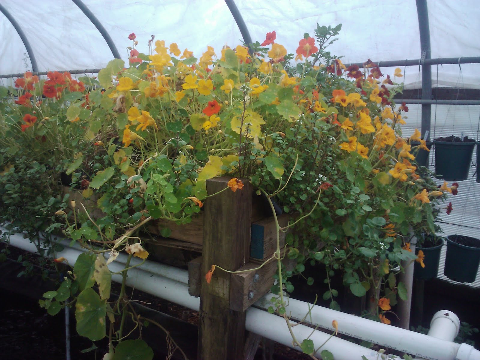 Real Food for Real People: GROWING POWER!!