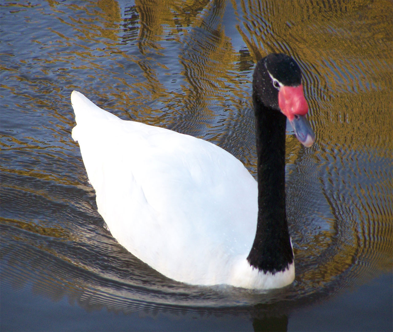 Swan A Symbol Of Love And Fidelity Strang Facts About Swan