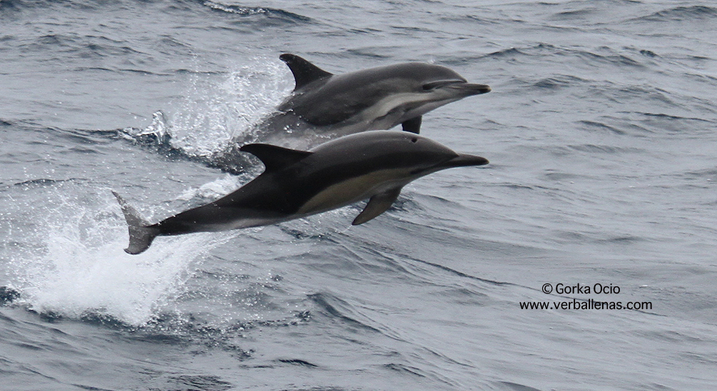 El blog de Gorka Ocio: DELFINES COMUNES (Delphinus delphis) DE MORFO ...