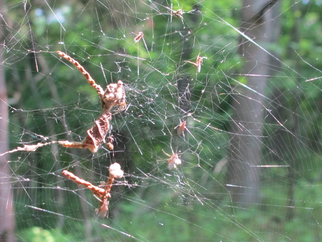 Blue Jay Barrens: Camo Spider