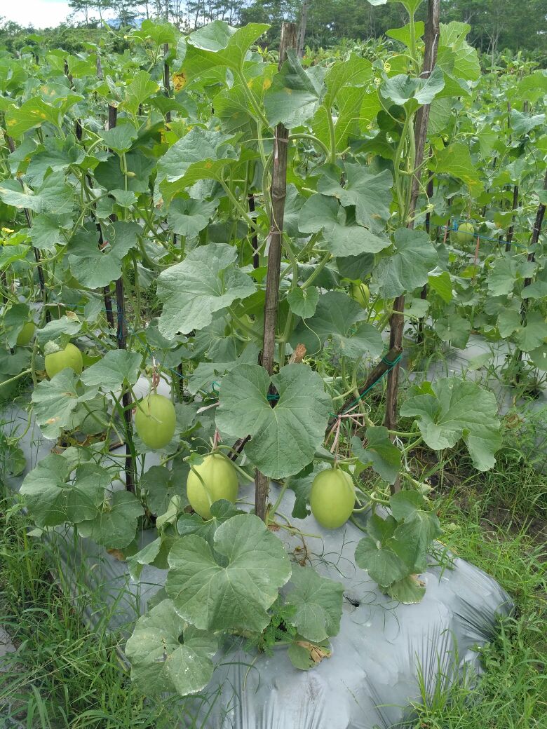 Godhong Ijo: Melon Golden Apollo Aplikasi Rojo Tani