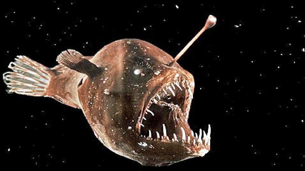 ANGLERFISH photos - wallpapers (ανανεωμένο) | the fun bank