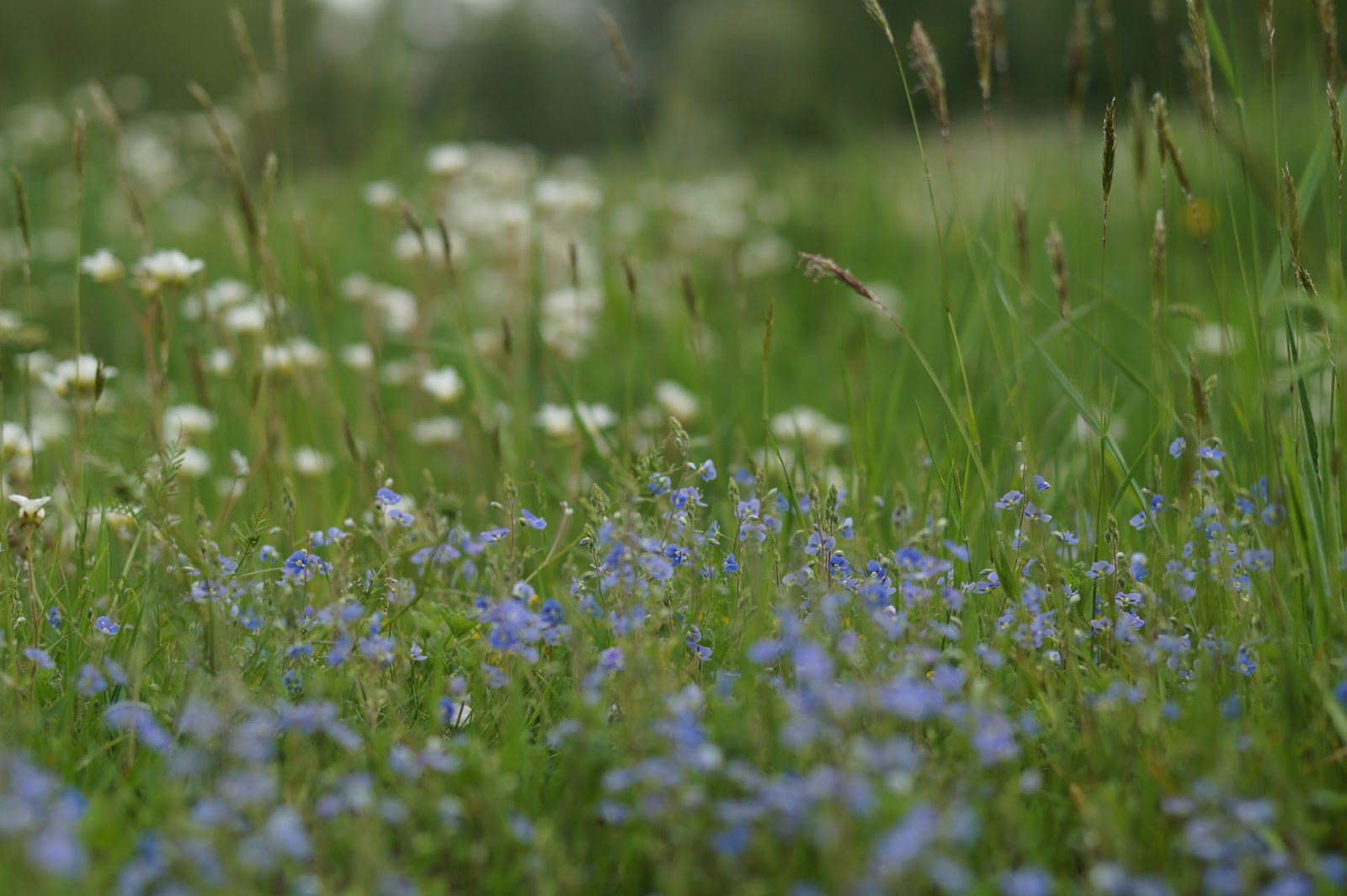 Wild flowers in all their glory - Sophie in the Sticks